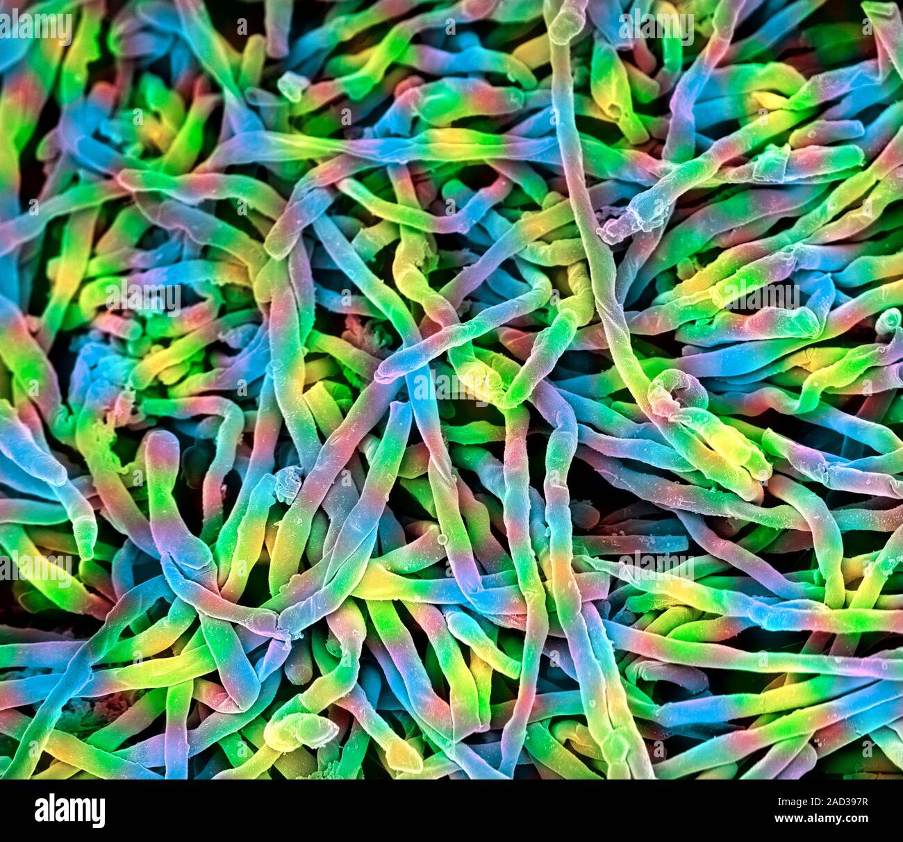 Streptomyces thermophilic bacteria. Coloured scanning electron ...