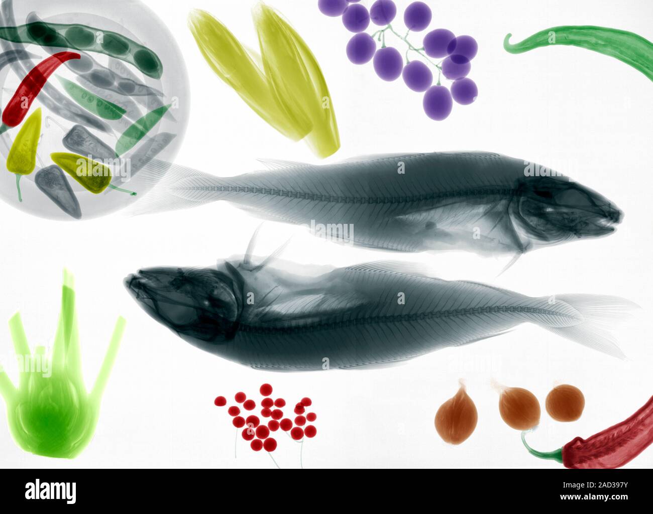 Not for print or poster uses Haddock (Melanogrammus aeglefinus) and ...