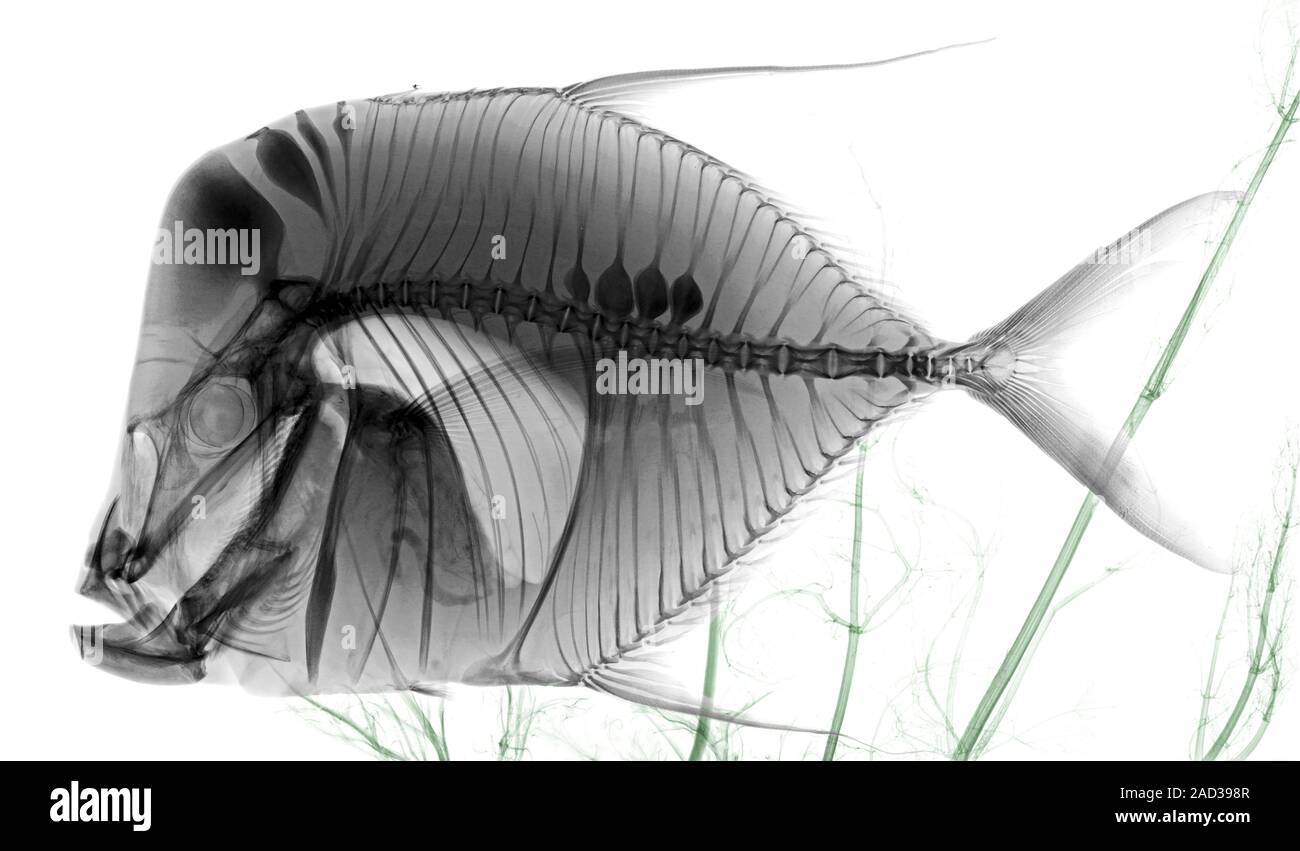 Not for print or poster uses Lookdown fish (Selene vomer), X-ray ...
