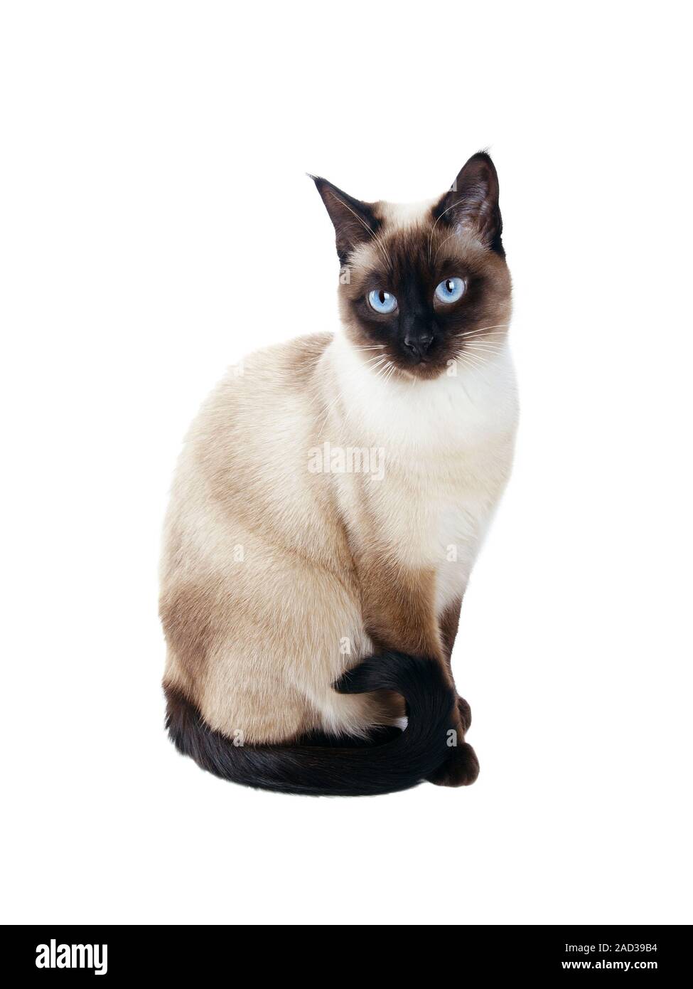 beautiful siamese cat isolated on white background Stock Photo - Alamy