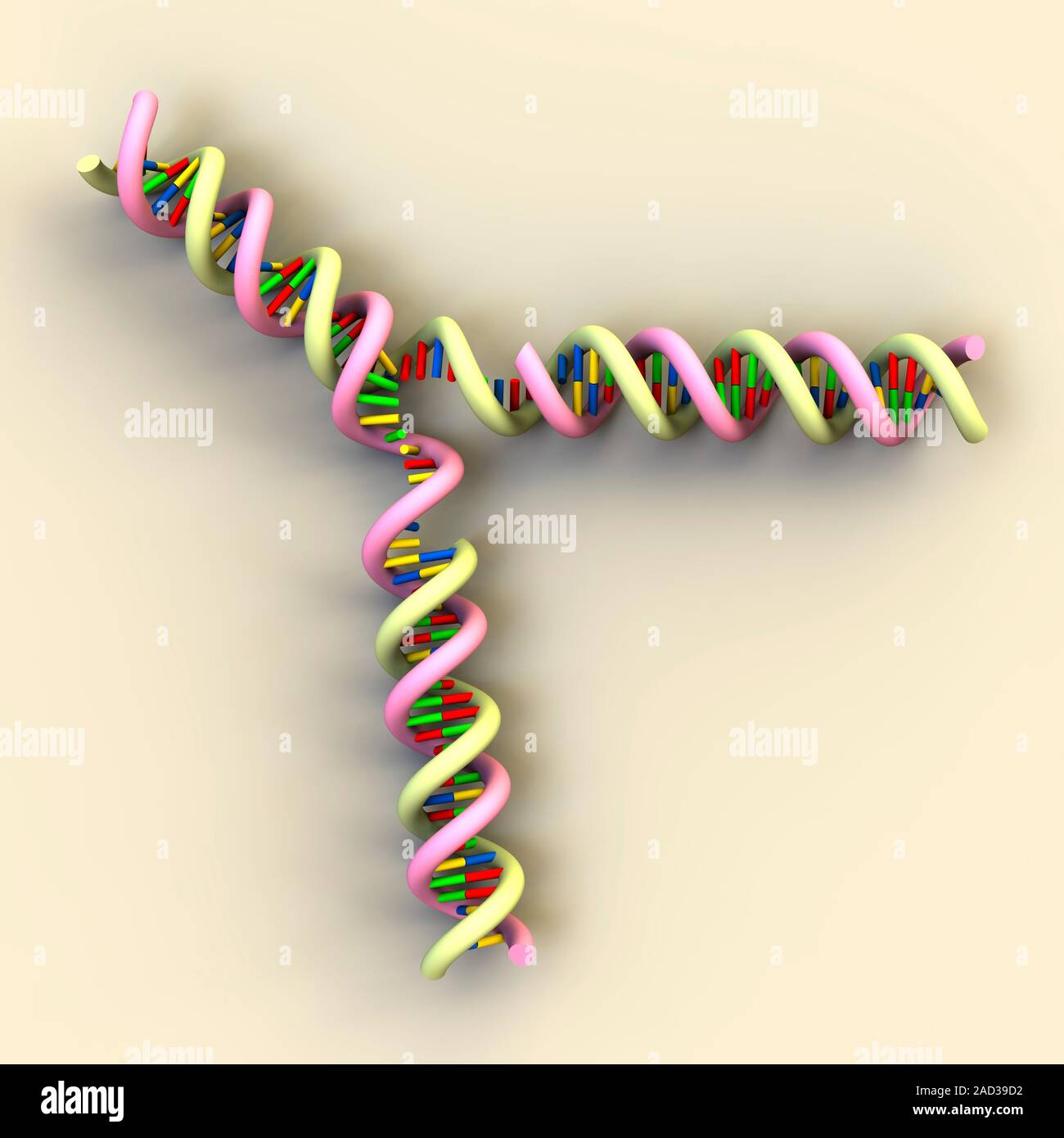 This image may not be used in educational posters DNA replication ...