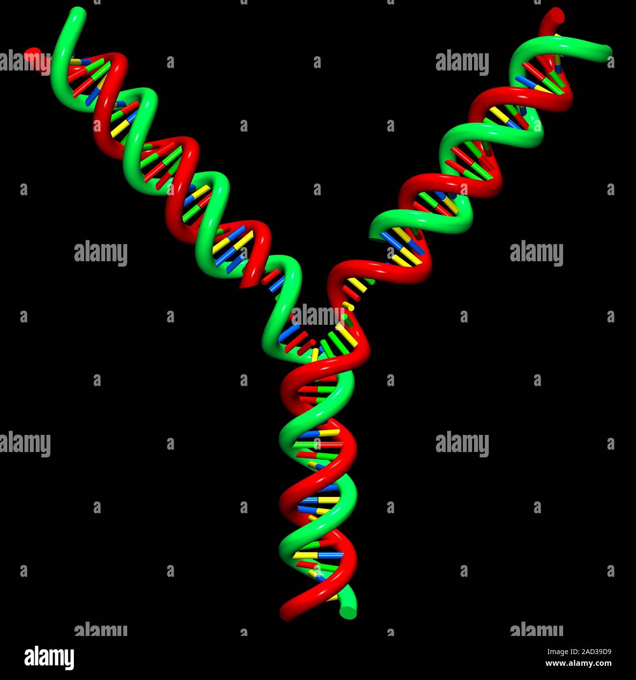 This image may not be used in educational posters DNA replication ...