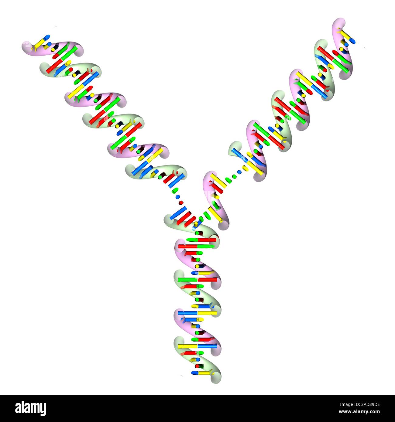 This image may not be used in educational posters DNA replication ...