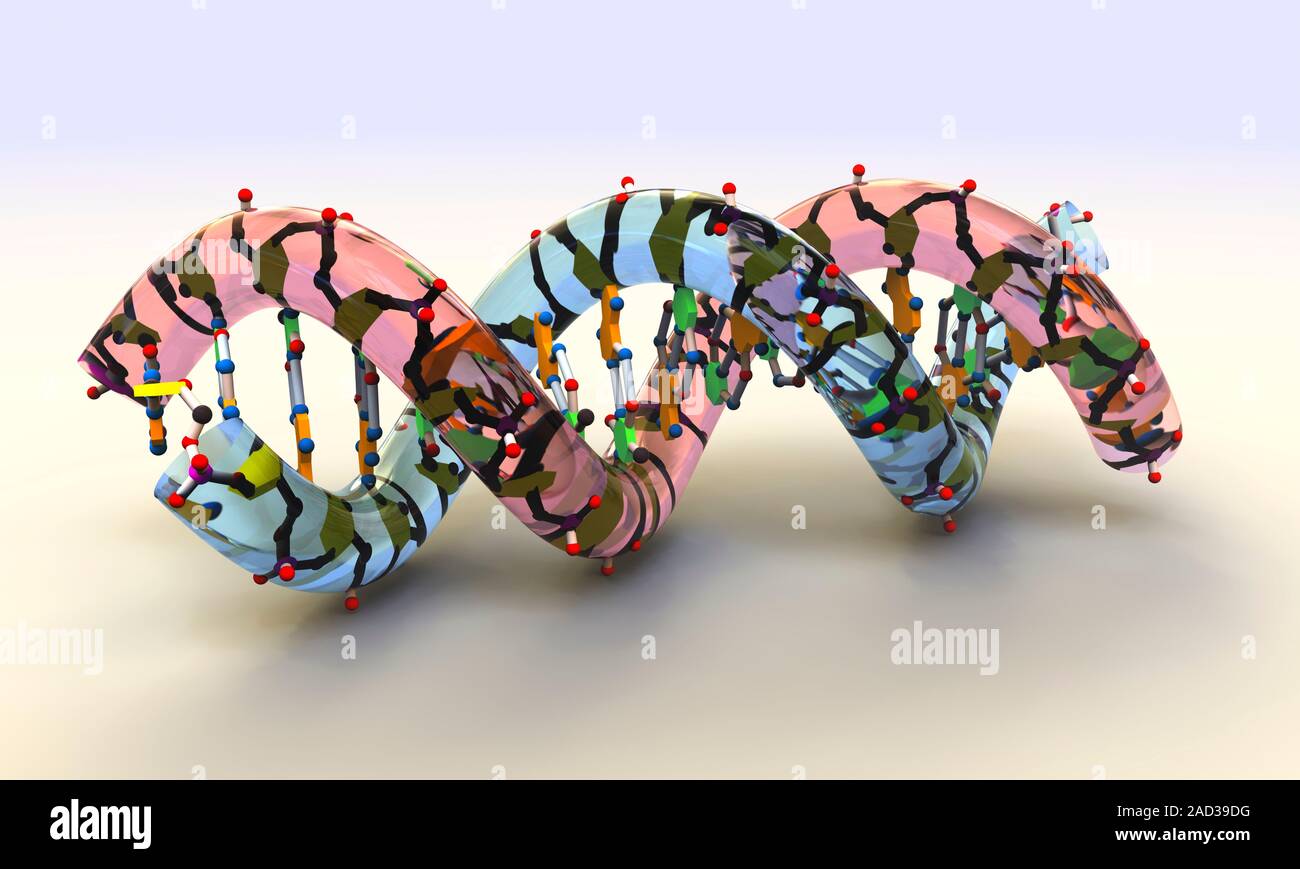 This image may not be used in educational posters DNA molecule ...