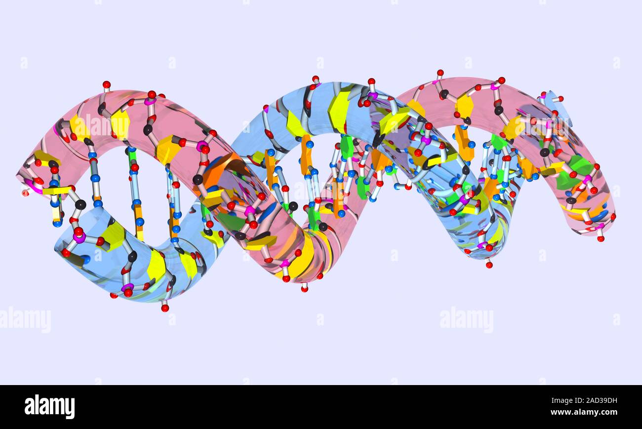 This image may not be used in educational posters DNA molecule ...