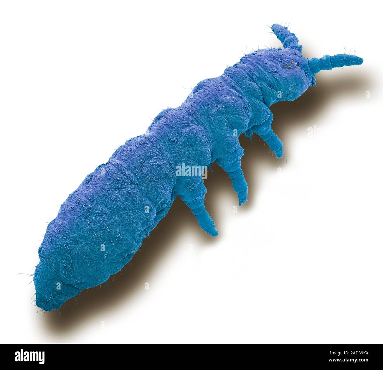 Springtail. Coloured scanning electron micrograph (SEM) of a springtail ...