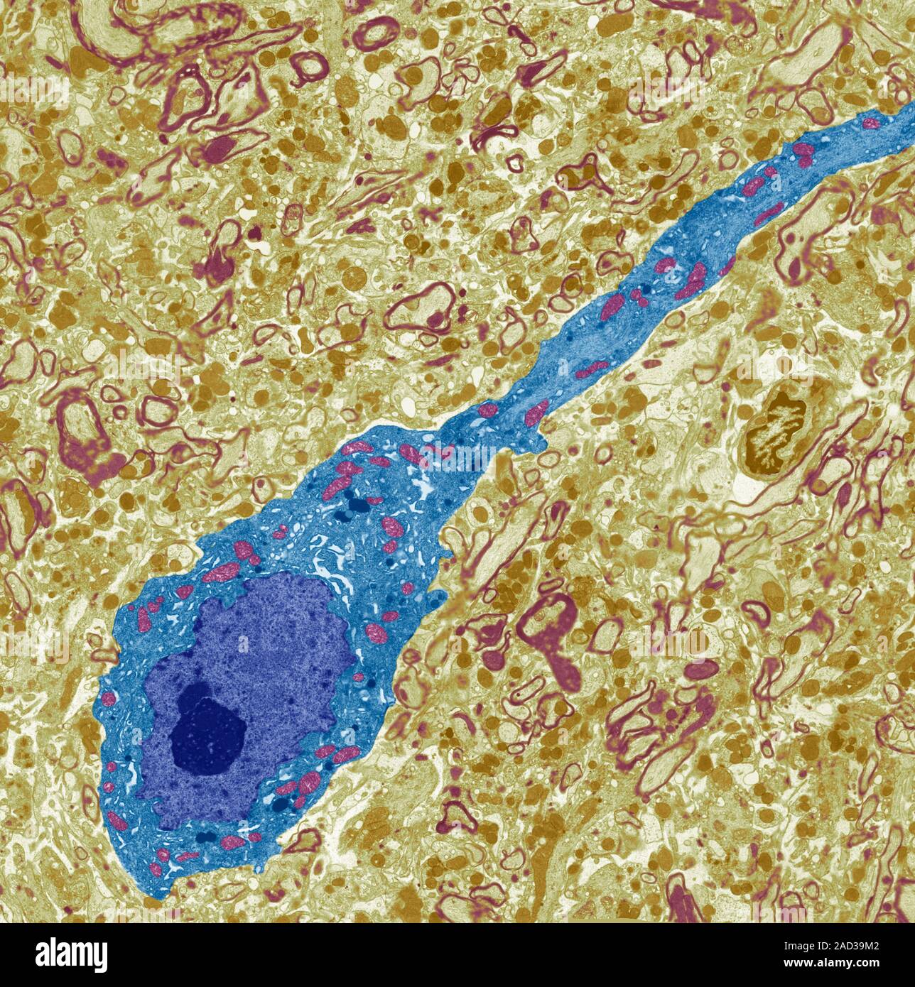 Nerve cell. Coloured transmission electron micrograph (TEM) of a ...