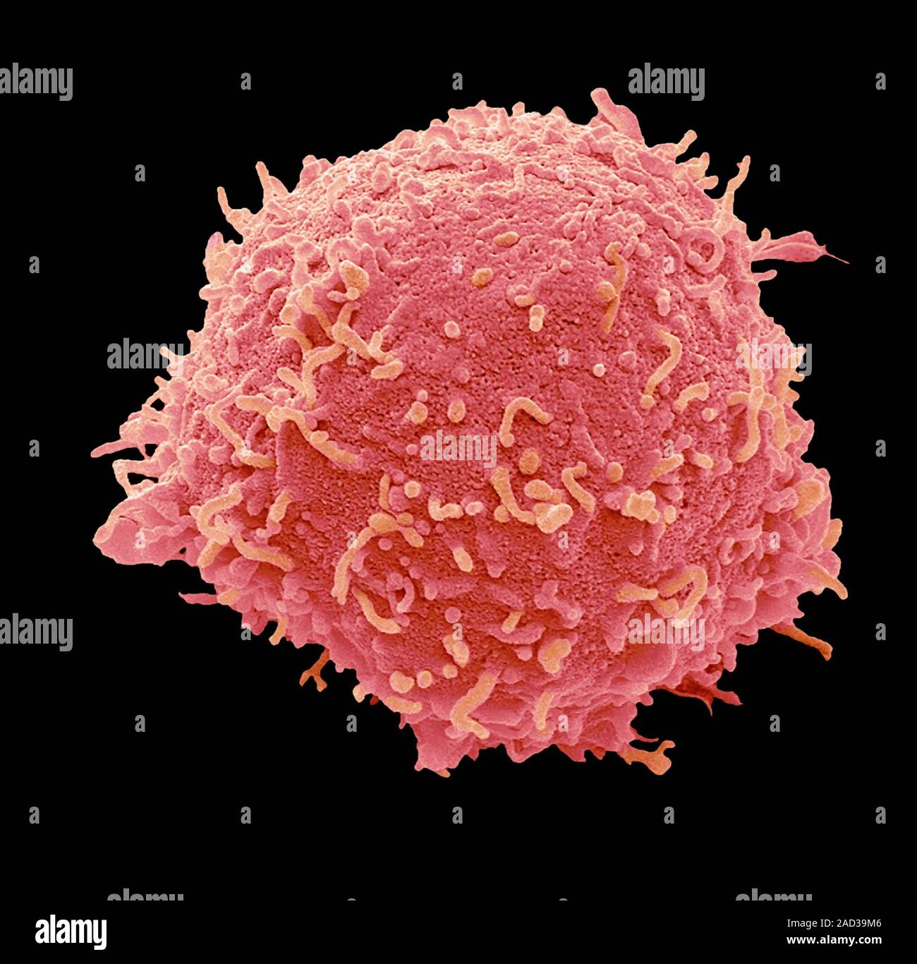 T Lymphocyte, coloured scanning electron micrograph (SEM). T ...