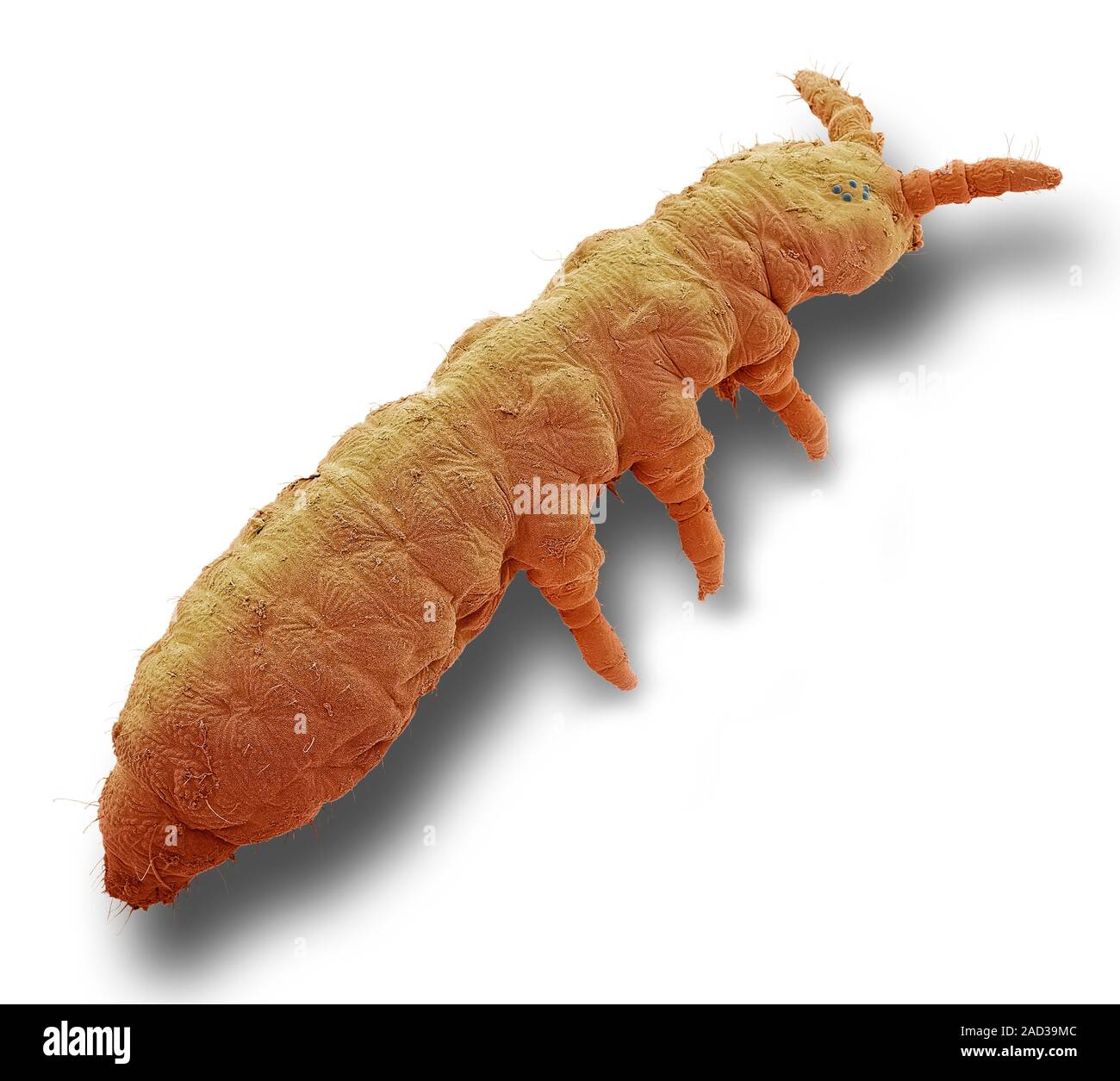 Springtail. Coloured scanning electron micrograph (SEM) of a springtail ...