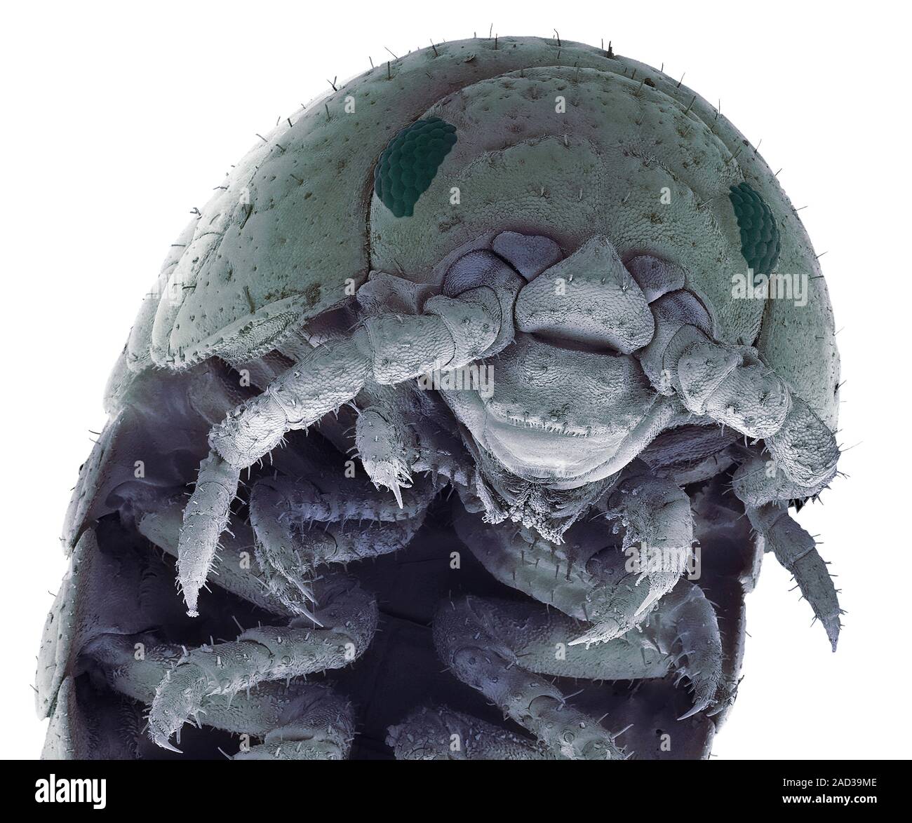 Woodlouse, coloured scanning electron micrograph (SEM). Woodlice (order ...