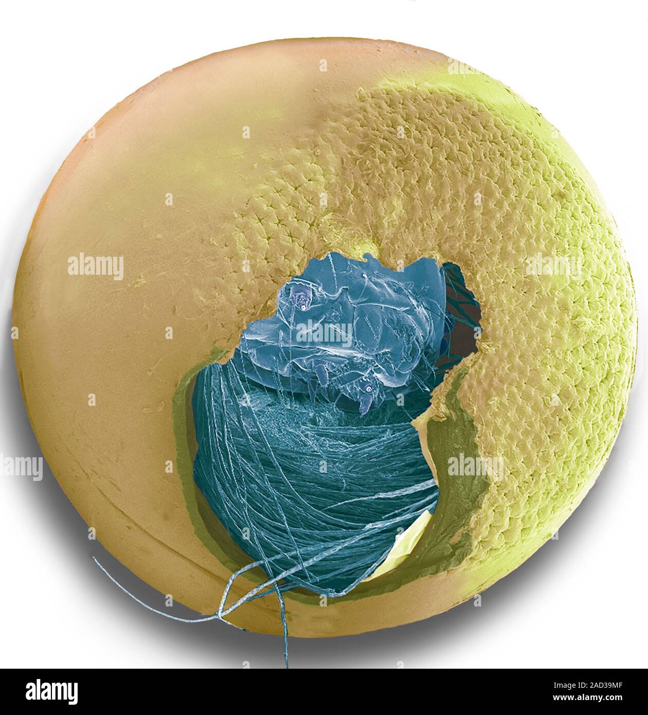 Hatching caterpillar. Coloured scanning electron micrograph (SEM) of a ... Hatching caterpillar. Coloured scanning electron micrograph (SEM) of a ...
