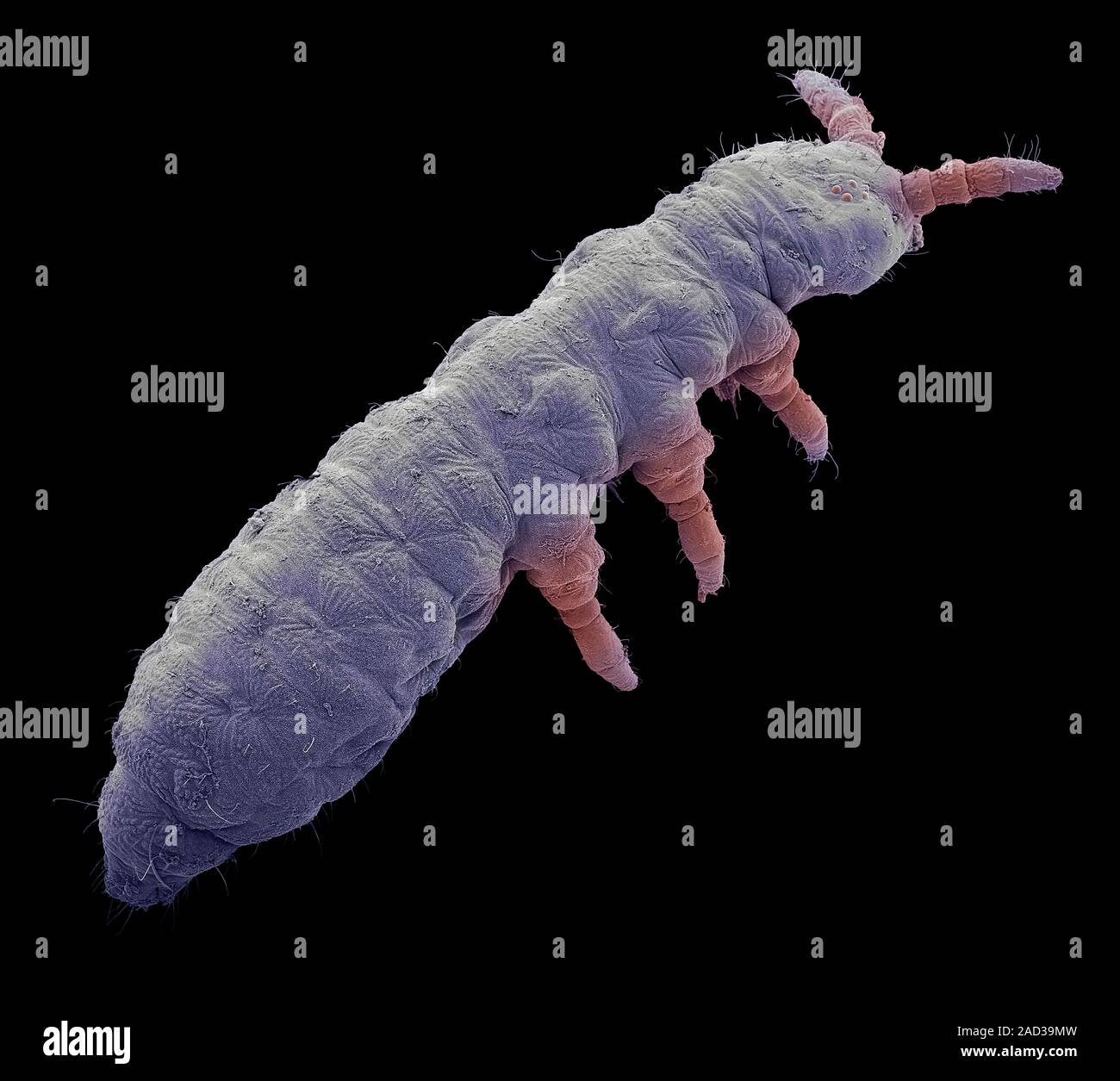 Springtail. Coloured scanning electron micrograph (SEM) of a springtail ...