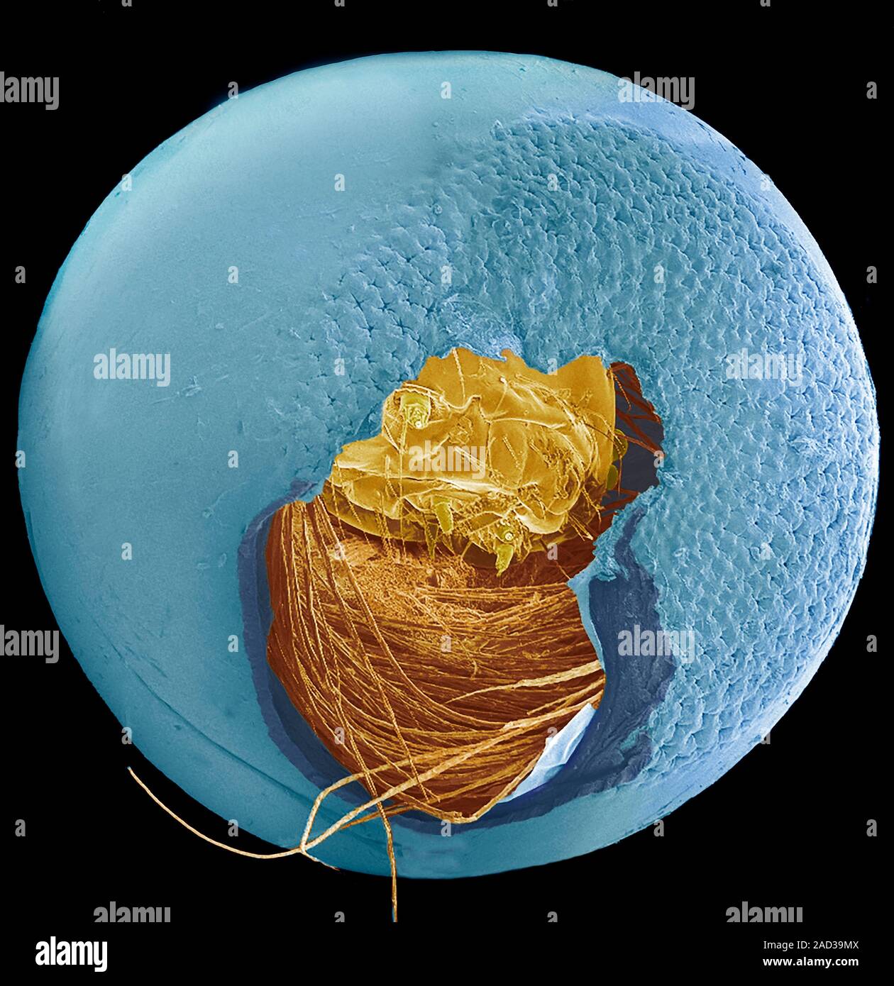Hatching caterpillar. Coloured scanning electron micrograph (SEM) of a ... Hatching caterpillar. Coloured scanning electron micrograph (SEM) of a ...