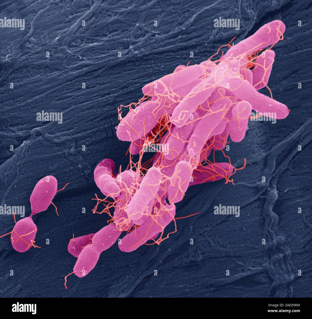 Salmonella bacteria. Coloured scanning electron micrograph (SEM) of ...
