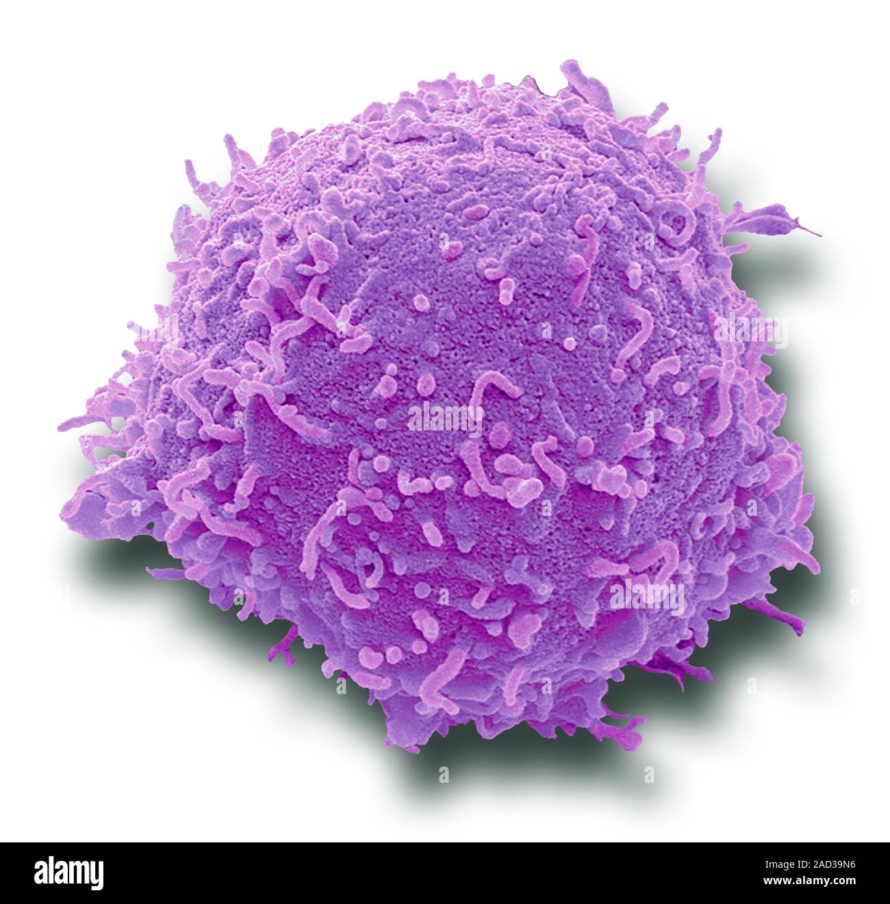 T Lymphocyte, coloured scanning electron micrograph (SEM). T ...