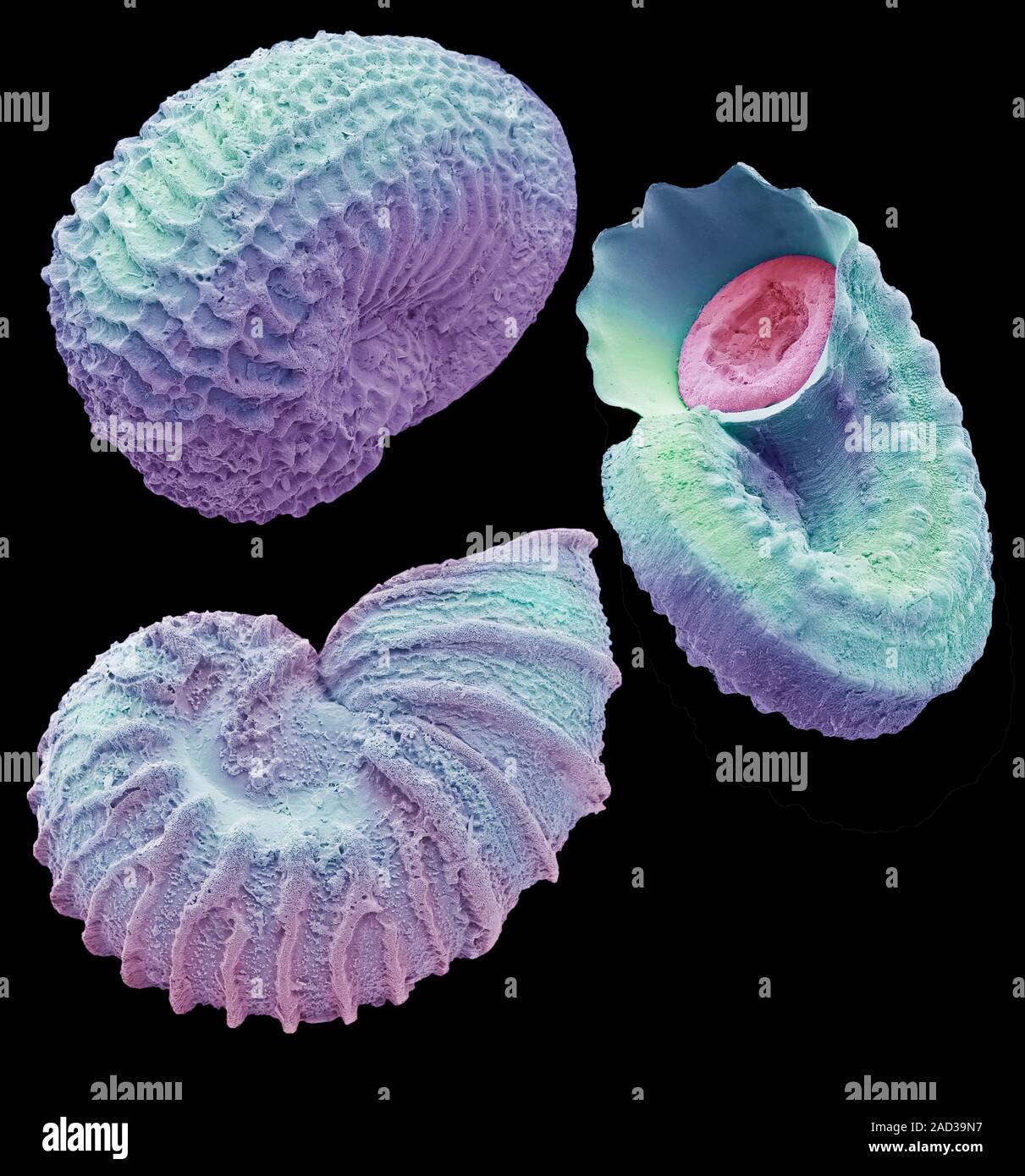 Gastropod mollusc larvae. Coloured scanning electron micrograph (SEM ...