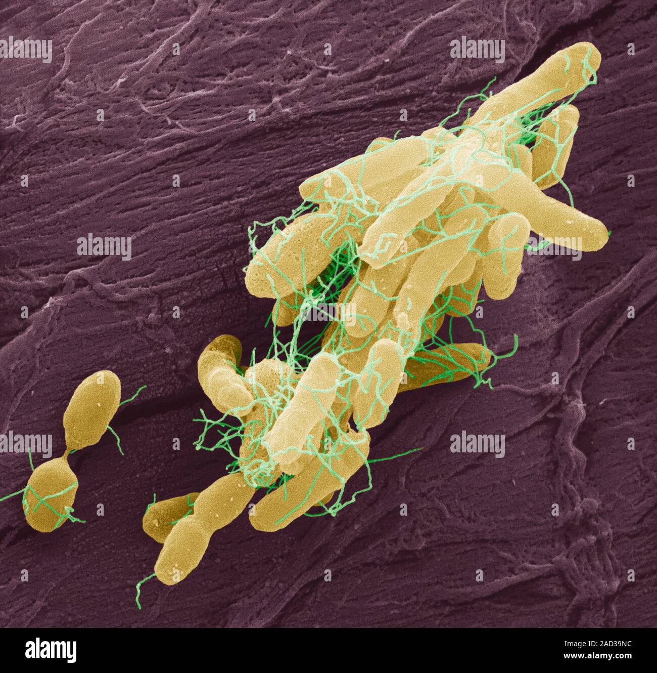 Salmonella bacteria. Coloured scanning electron micrograph (SEM) of ...