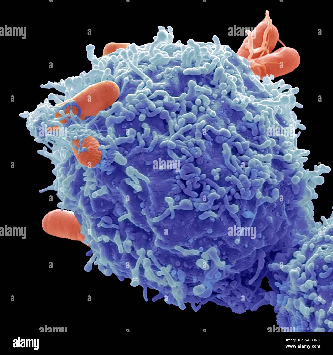 E.coli binding to a lymphocyte. Coloured scanning electron micrograph ...