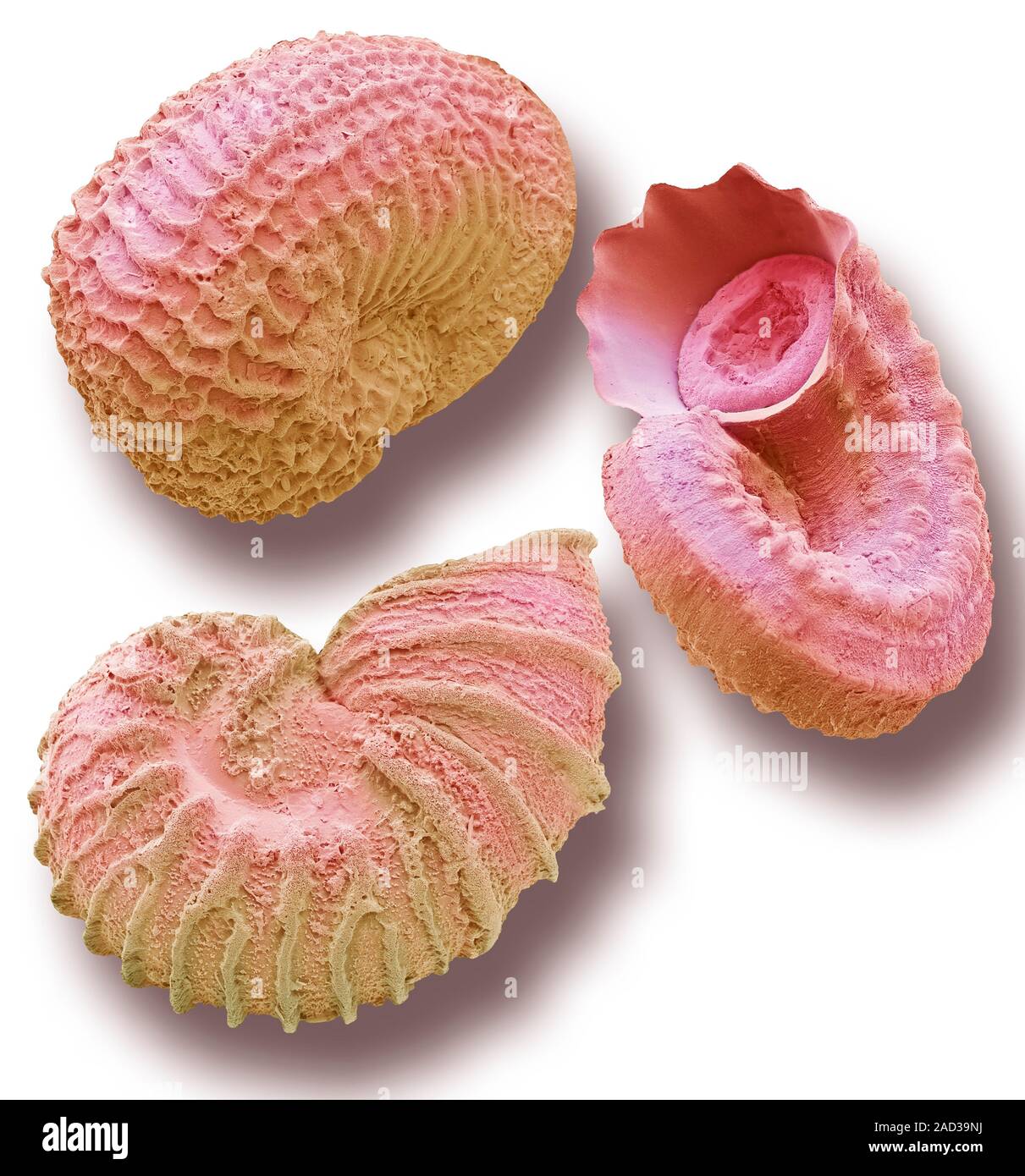 Gastropod mollusc larvae. Coloured scanning electron micrograph (SEM ...