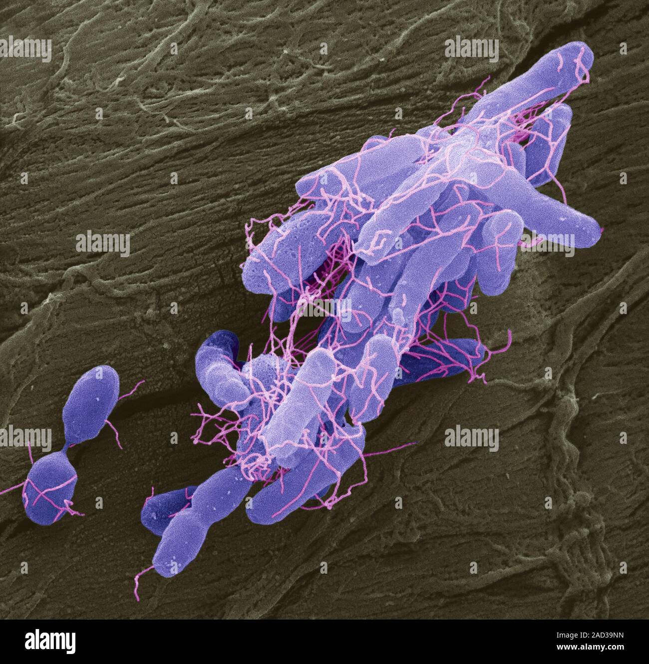 Salmonella bacteria. Coloured scanning electron micrograph (SEM) of ...