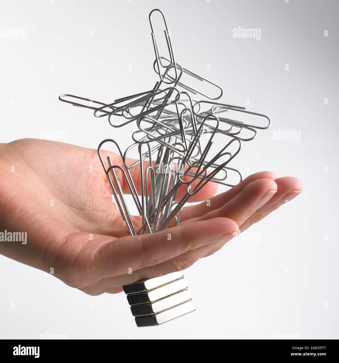Neodymium magnets attracting paper clips through a hand. The magnets ...