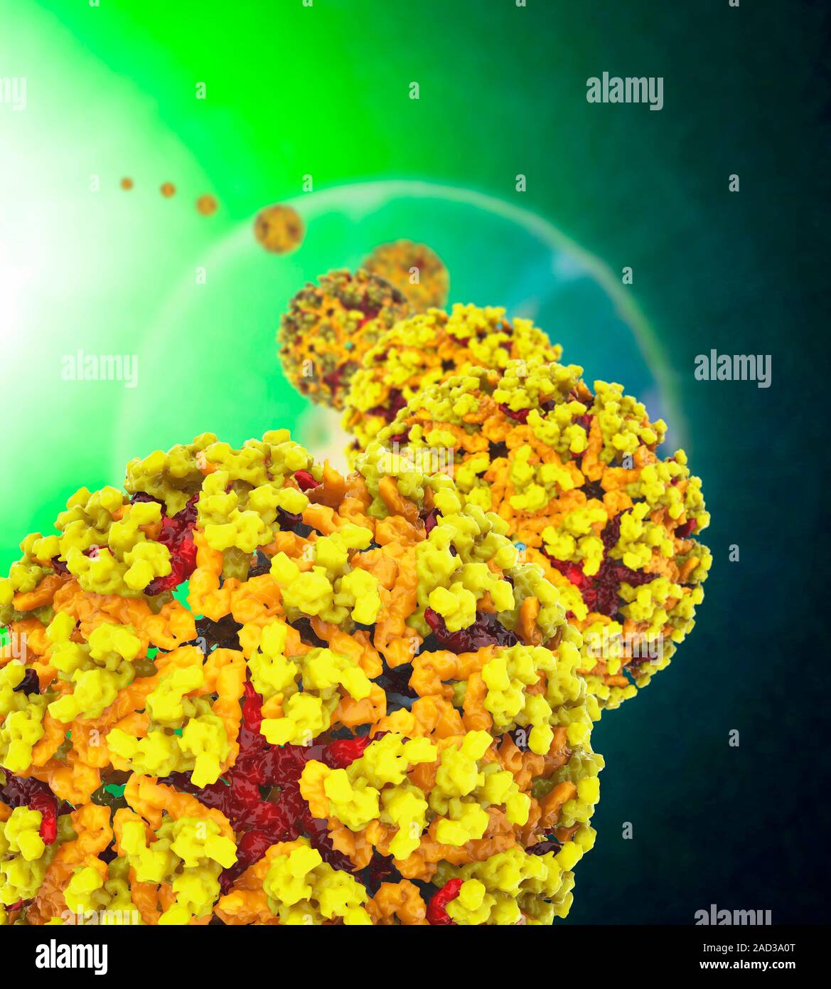 Chikungunya virus (CHIKV). Illustration of Chikungunya virus particles ...