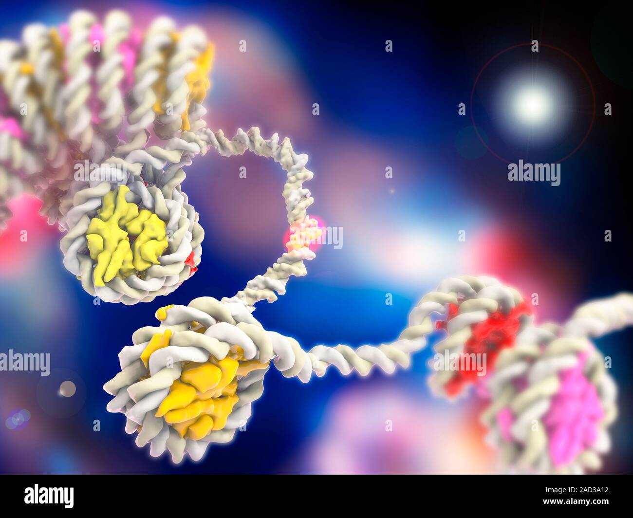 DNA compaction and histones. Illustration of stages in the compaction ...