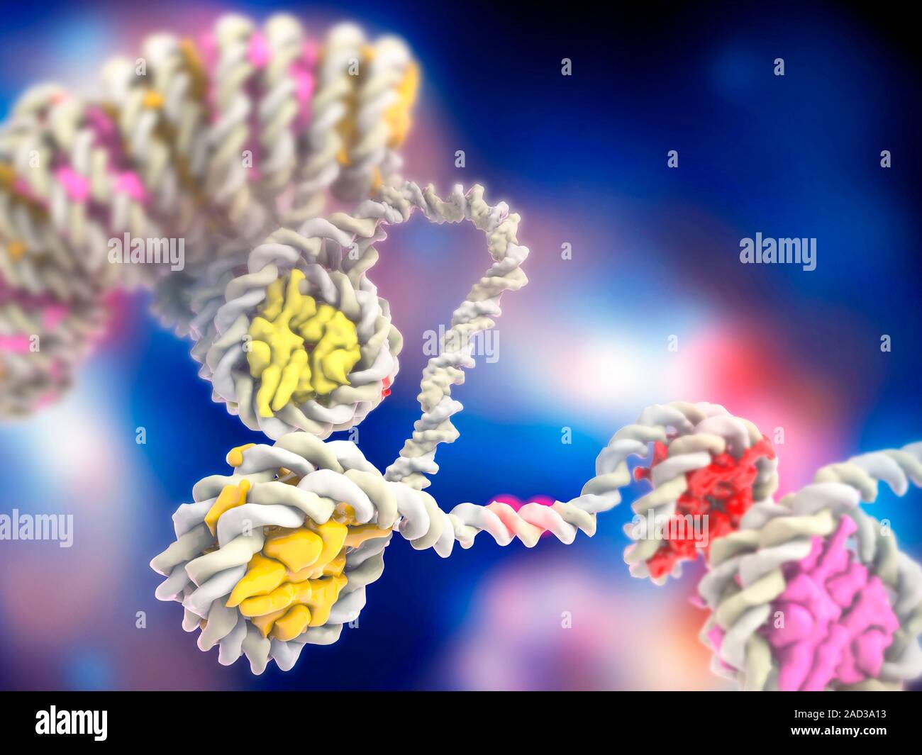 DNA compaction and histones. Illustration of stages in the compaction ...