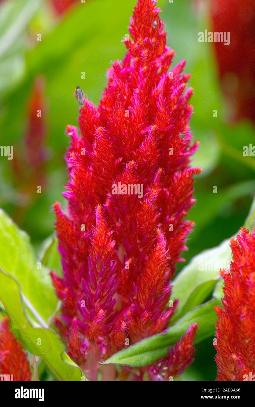 Celosia 'Fresh Look Red' Stock Photo - Alamy
