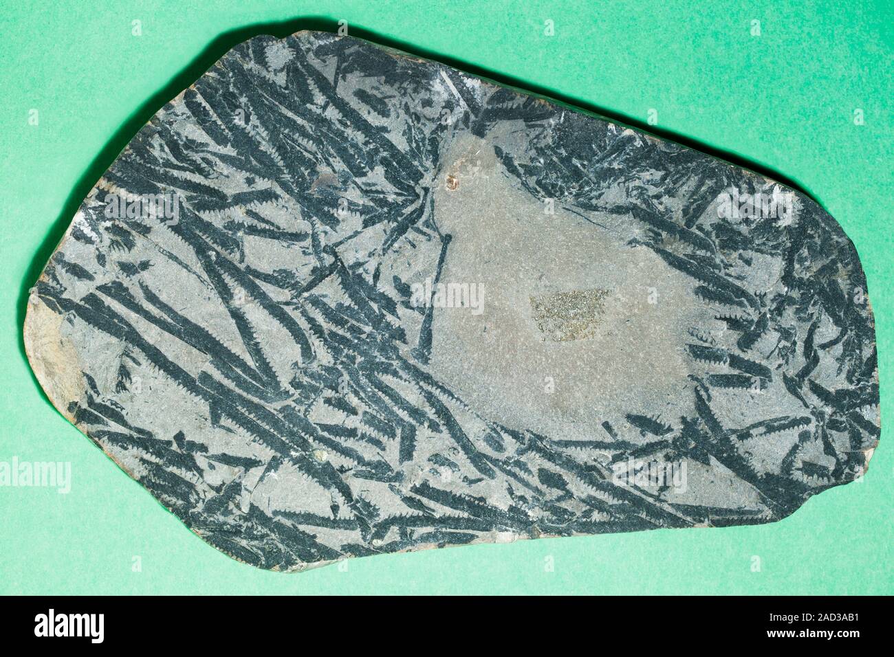 Graptolites (Graptolithina) are a class of extinct organisms that lived ...