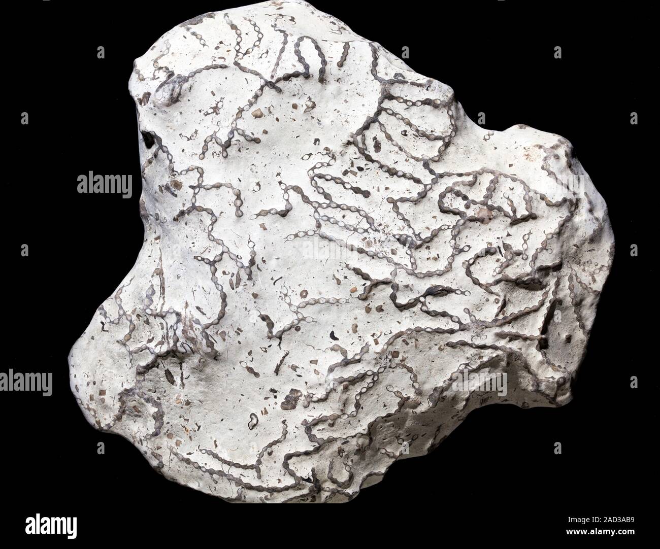 Chain corals (Halysites) are an extinct genus of corals, living in warm ...