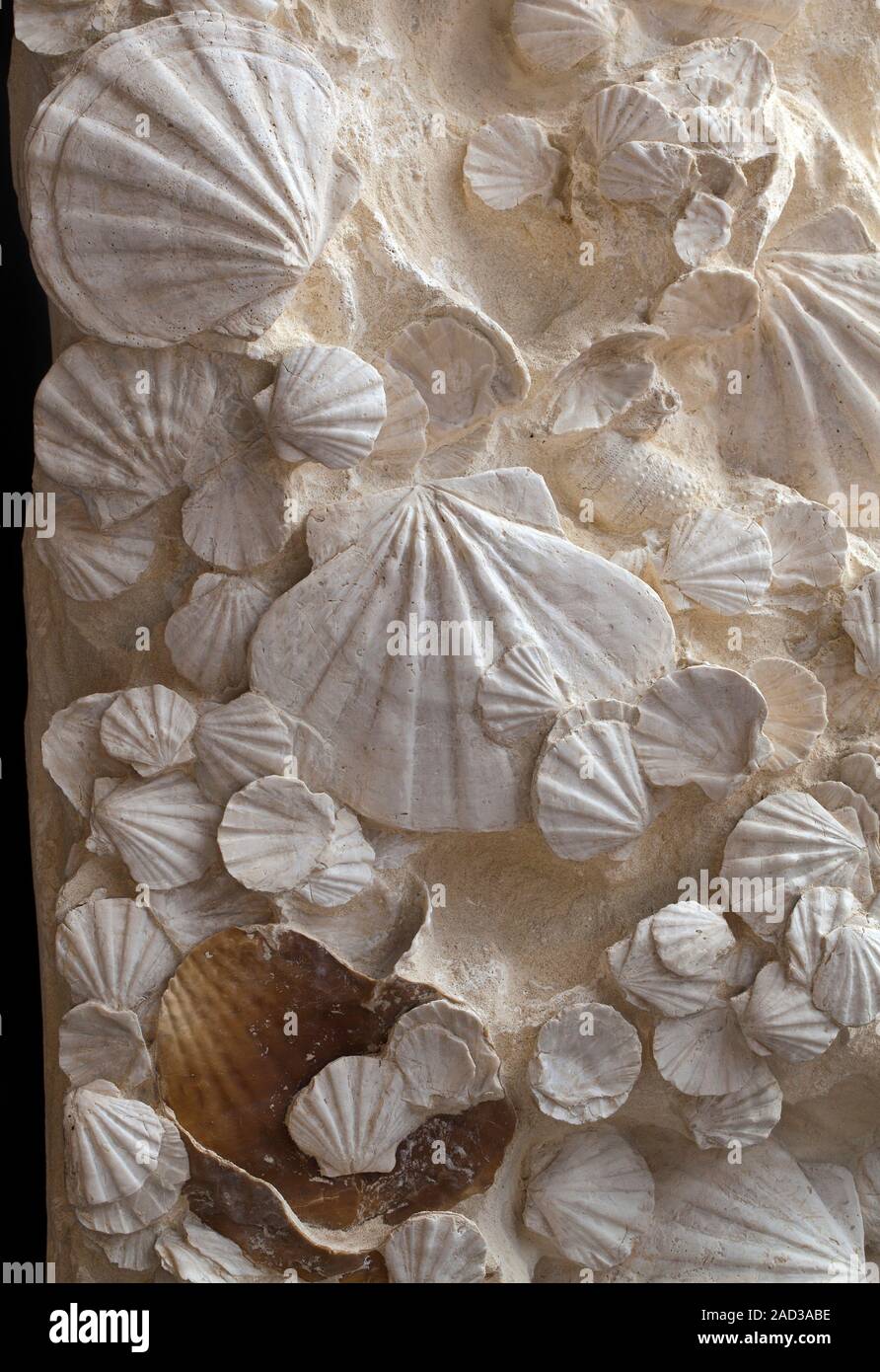 Fossil remains of scallop shells on a slab of Lower Miocene limestone ...