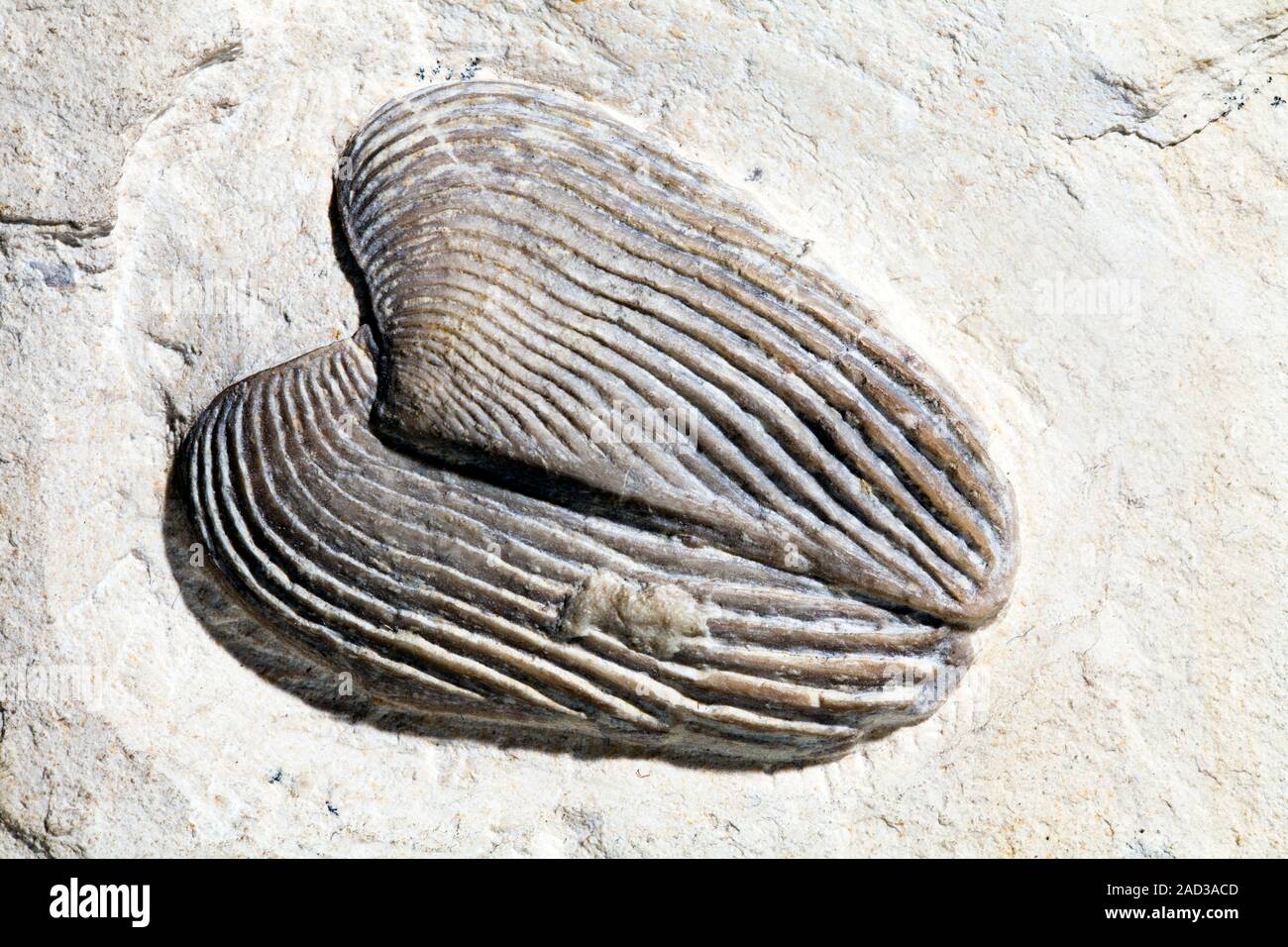 Aptychi are pairs of shell-like calcareous valves (opercula) closing ...