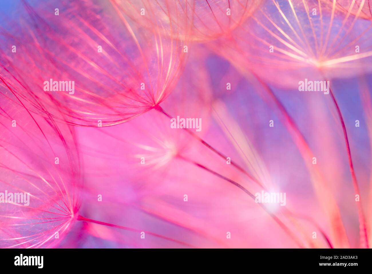 Colorful Pastel Background - vivid abstract dandelion flower Stock ... Colorful Pastel Background - vivid abstract dandelion flower Stock ...