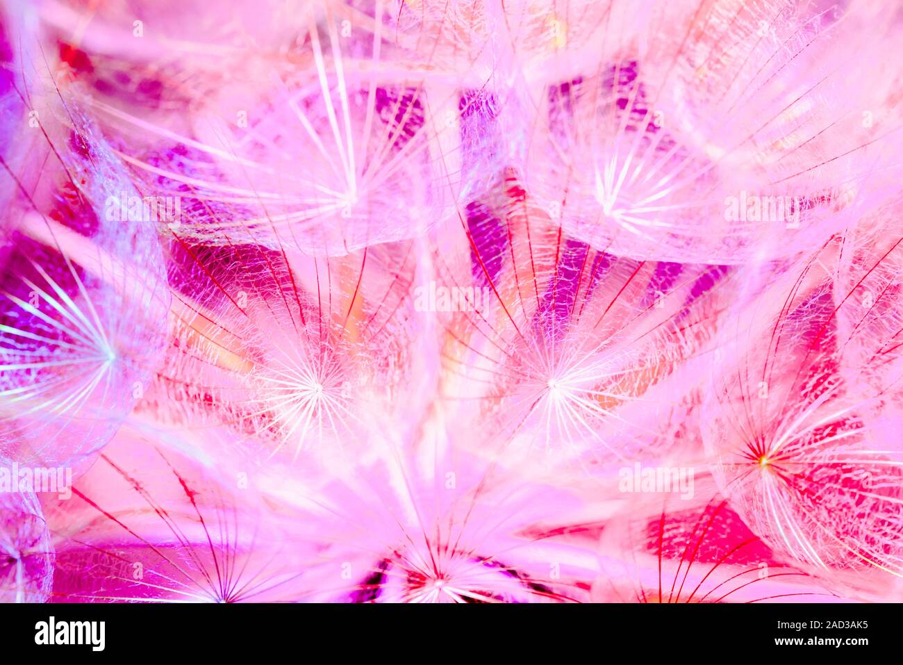 Colorful Pastel Background - vivid abstract dandelion flower Stock ... Colorful Pastel Background - vivid abstract dandelion flower Stock ...