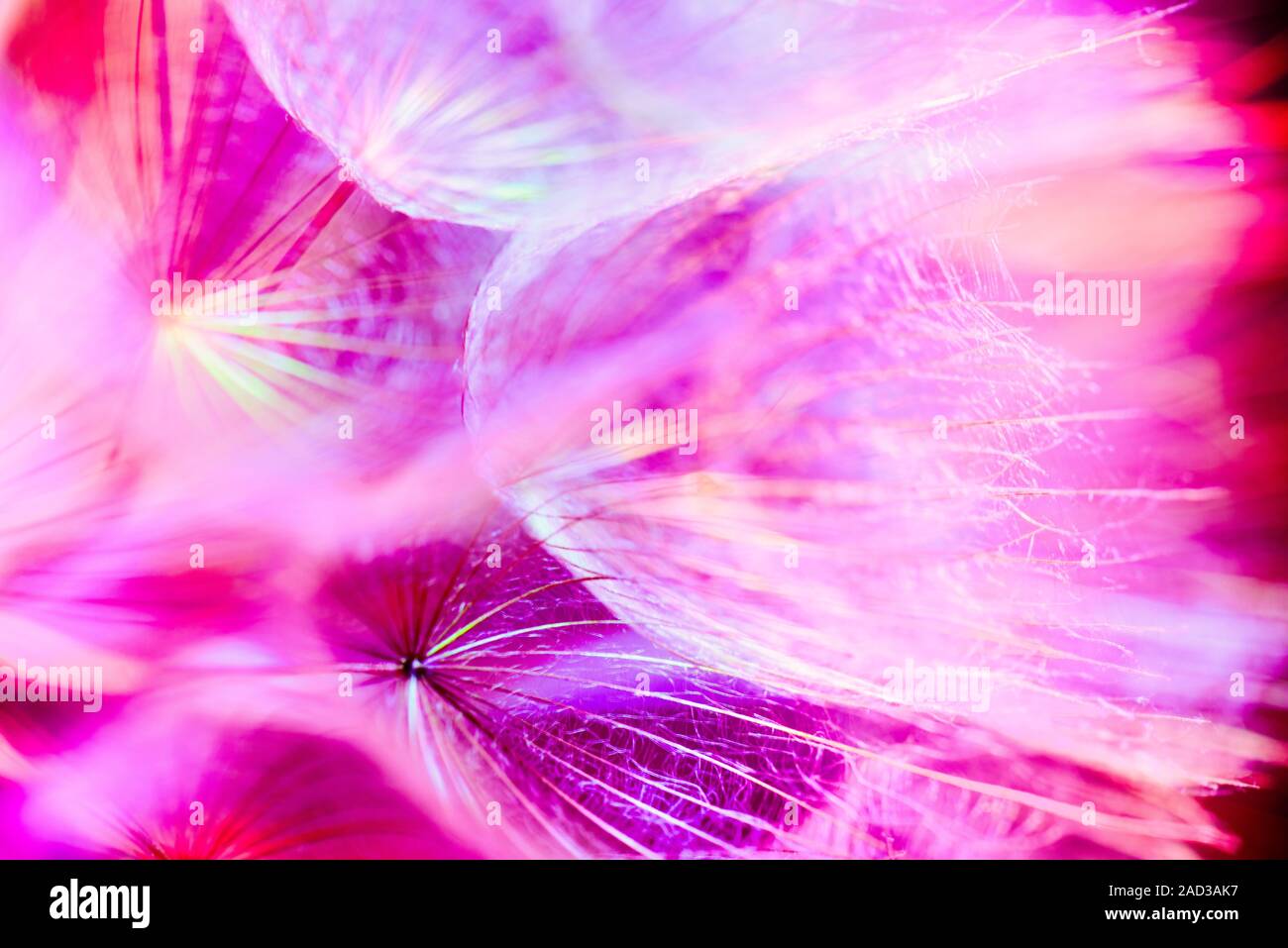 Colorful Pastel Background - vivid abstract dandelion flower Stock ... Colorful Pastel Background - vivid abstract dandelion flower Stock ...