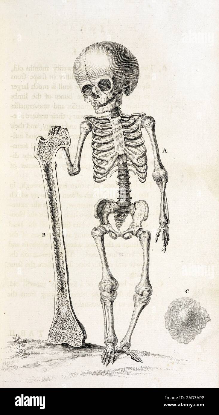 Child skeleton. 18th-century illustration of the skeleton of a 20-month ...