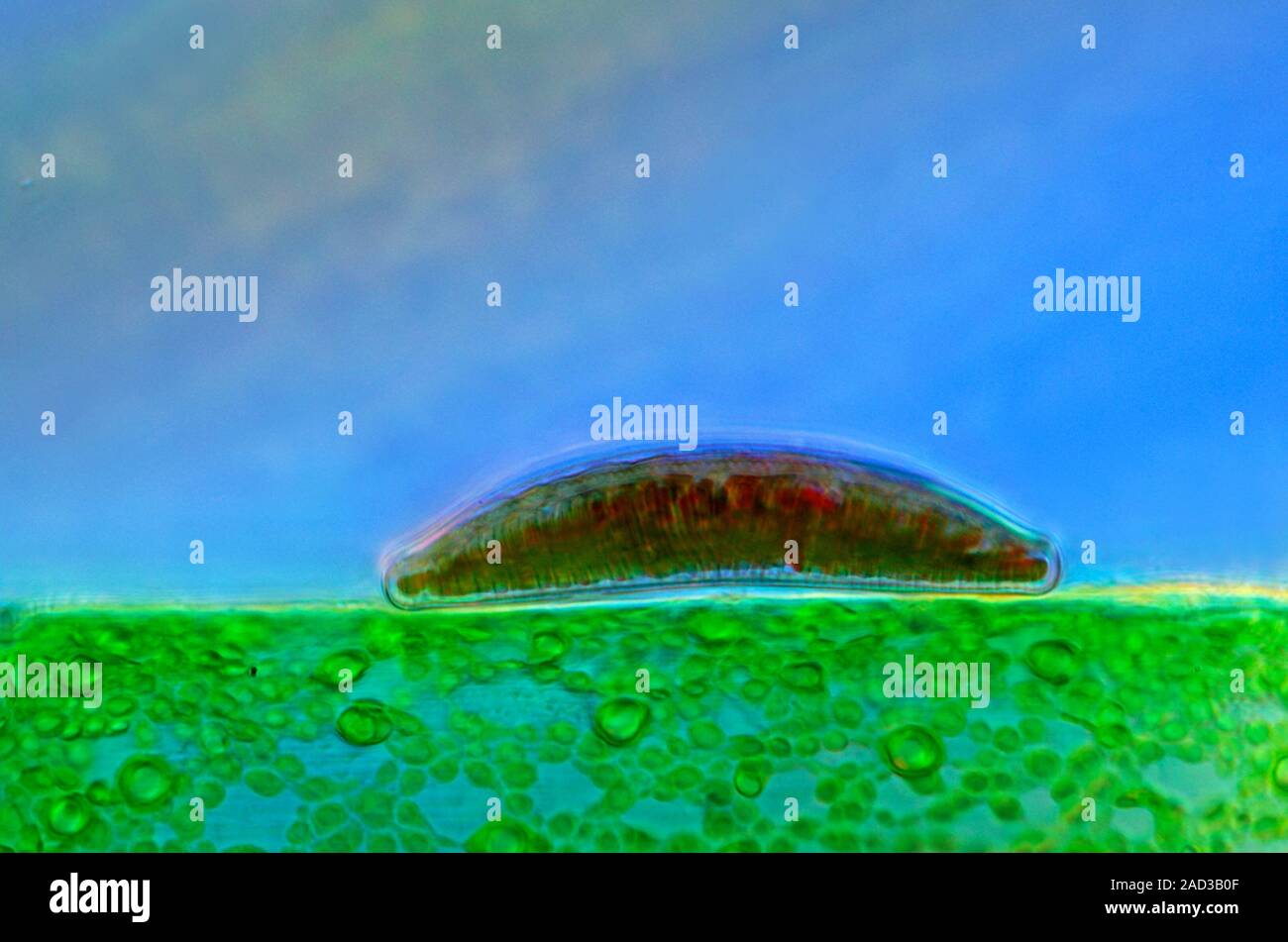 Epithemia diatom. Polarised light micrograph of an Epithemia sp. diatom ...