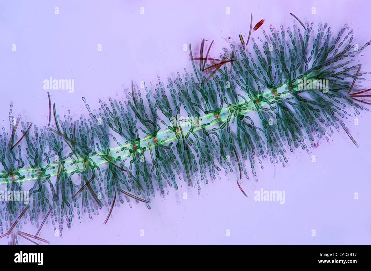 Diatoms on red algae. Darkfield illuminated polarised light micrograph ...