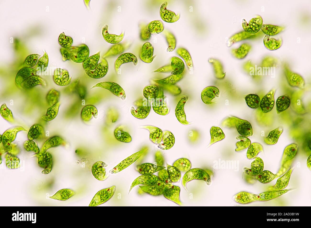 Euglena protozoa. Brightfield illuminated light micrograph of Euglena ...