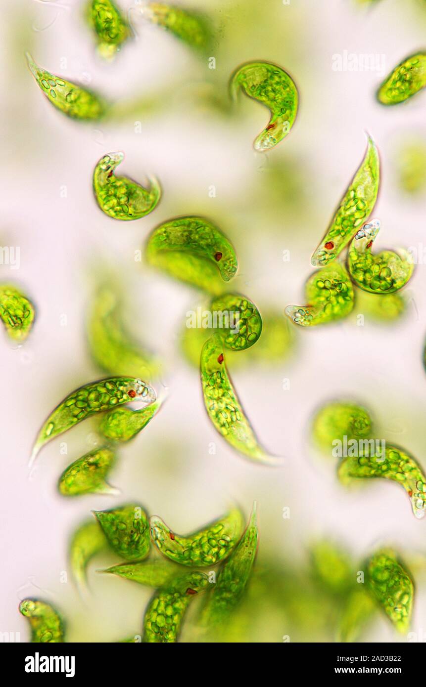 Euglena protozoa. Brightfield illuminated light micrograph of Euglena ...