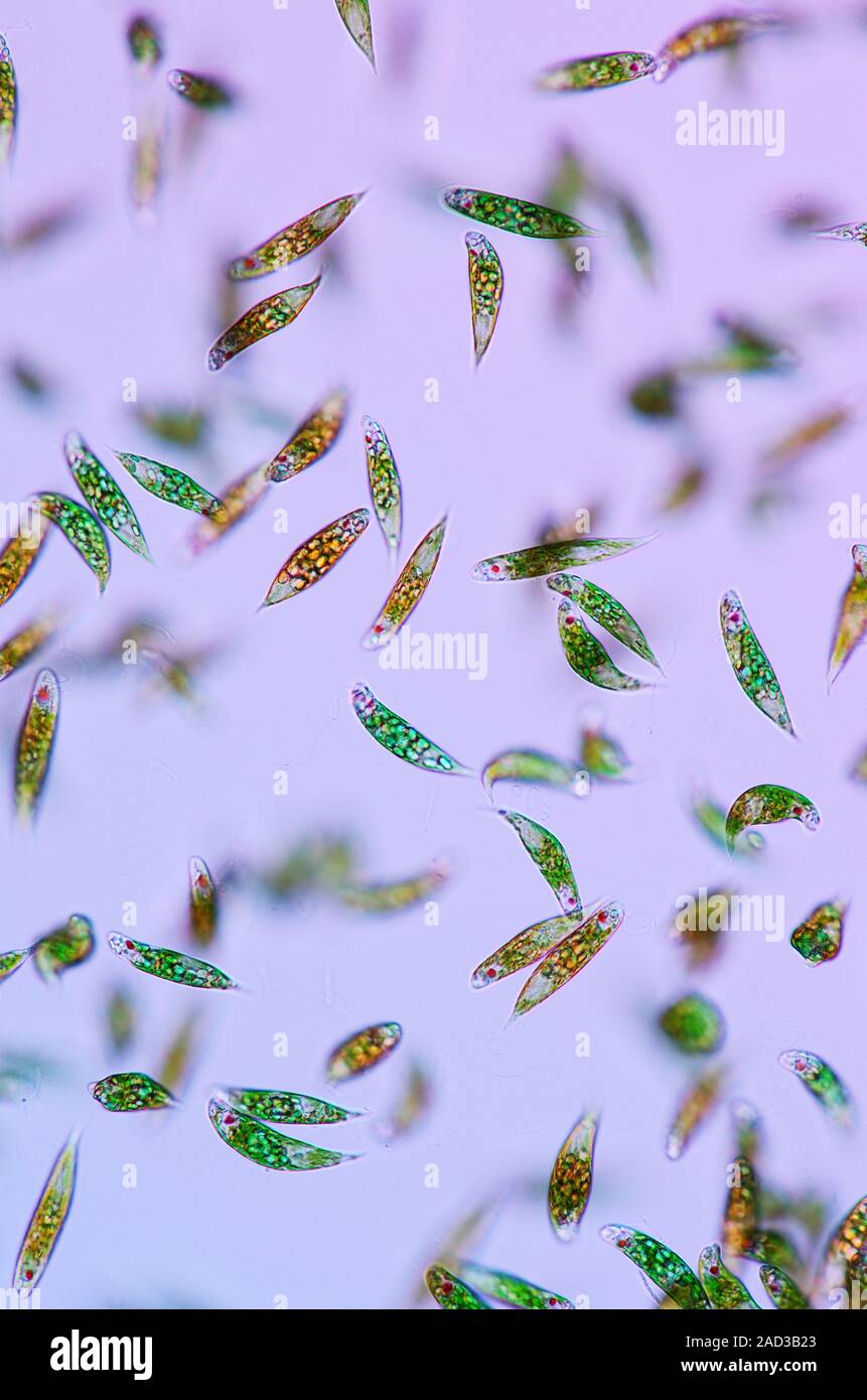 Euglena protozoa. Brightfield illuminated light micrograph of Euglena ...