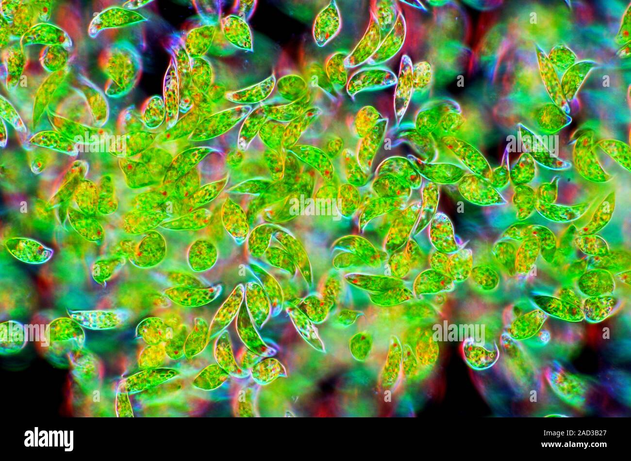 Euglena protozoa. Darkfield illuminated polarised light micrograph of ...