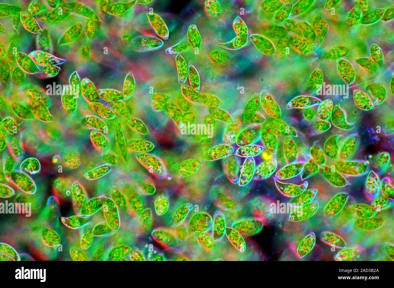Euglena protozoa. Darkfield illuminated polarised light micrograph of ...