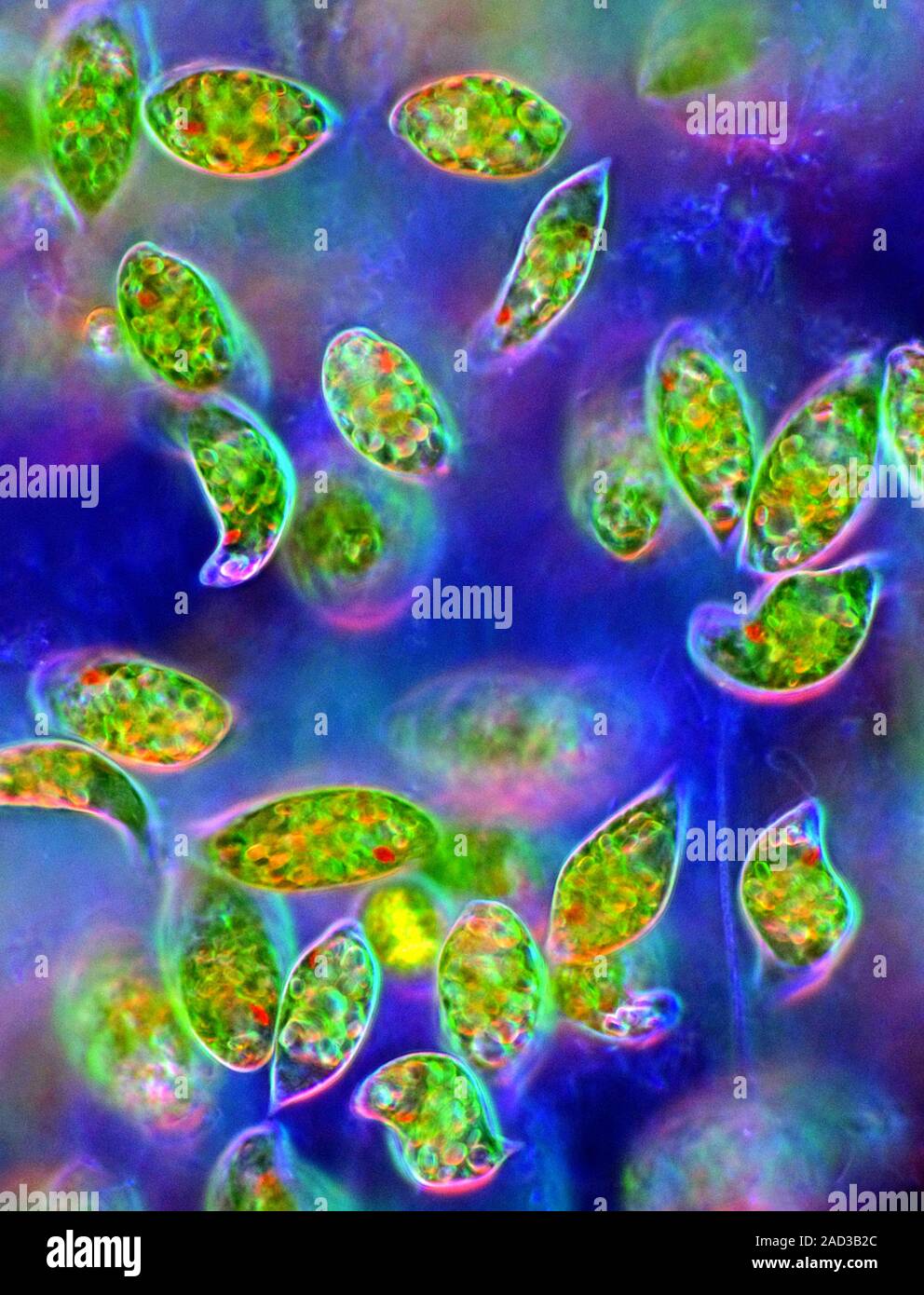 Euglena protozoa. Darkfield illuminated polarised light micrograph of ...