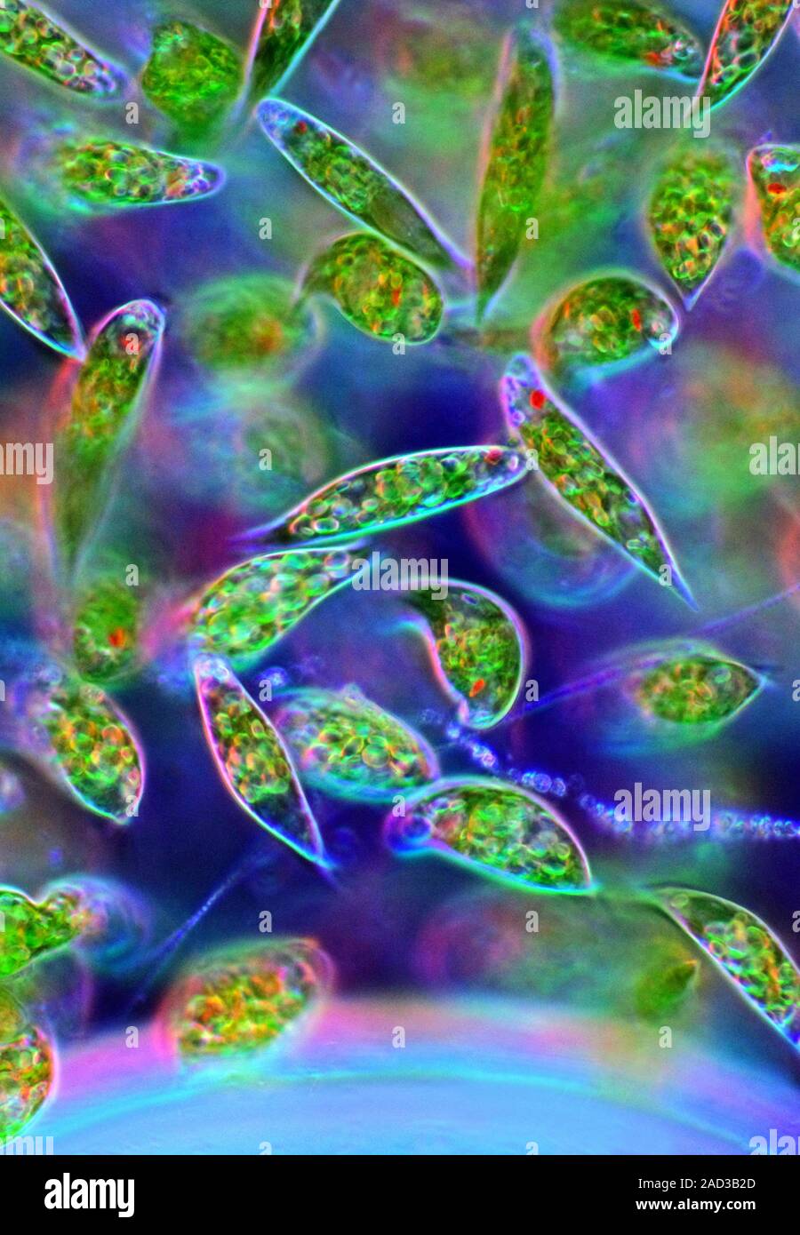 Euglena protozoa. Darkfield illuminated polarised light micrograph of ...