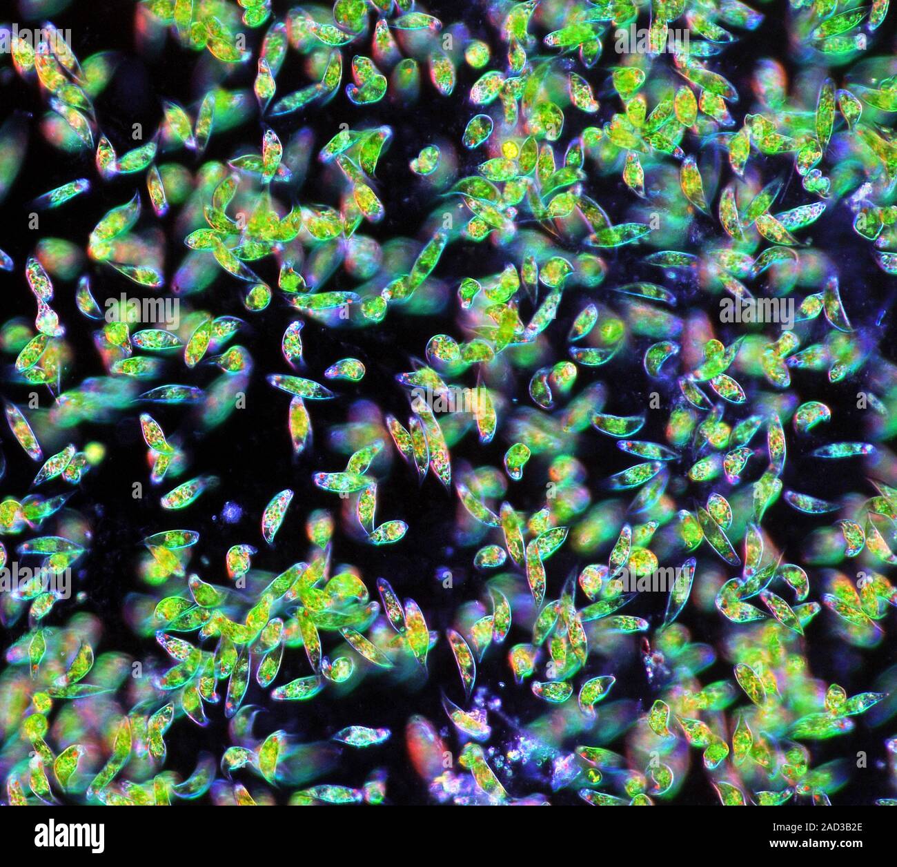Euglena protozoa. Darkfield illuminated polarised light micrograph of ...