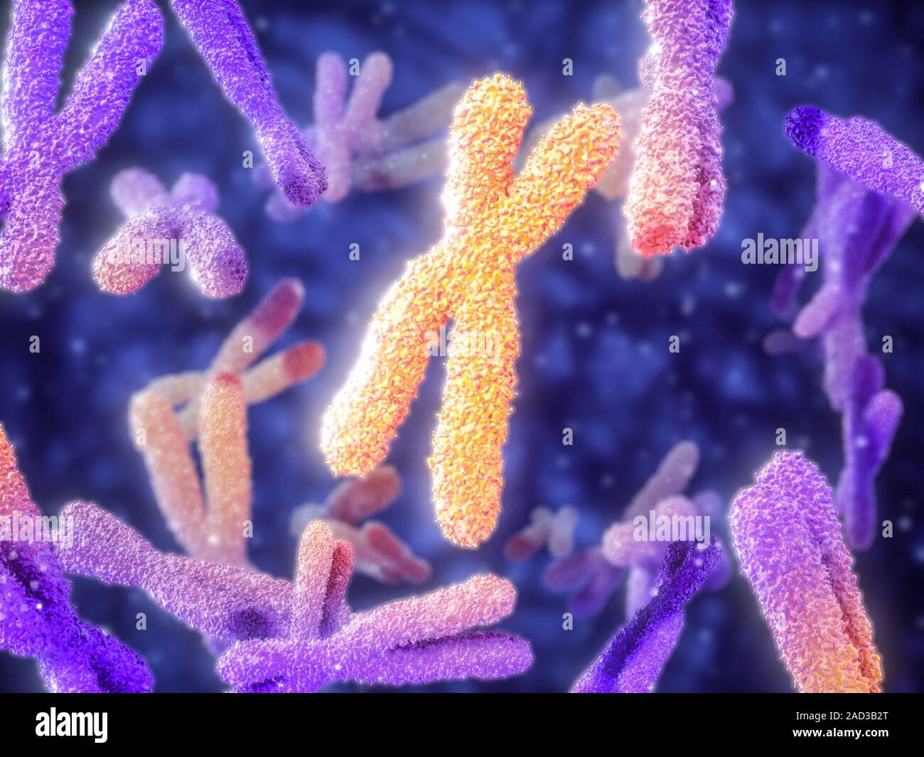 Chromosomes. Computer illustration of human chromosomes. Chromosomes ...
