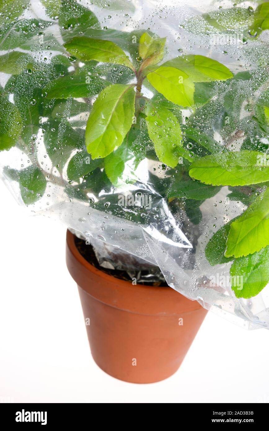 Experiment demonstrating plant transpiration. A plastic bag has been ...