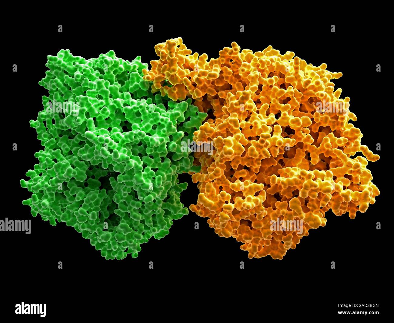Xanthine oxidase XO, sometimes XAO, is a form of xanthine ...